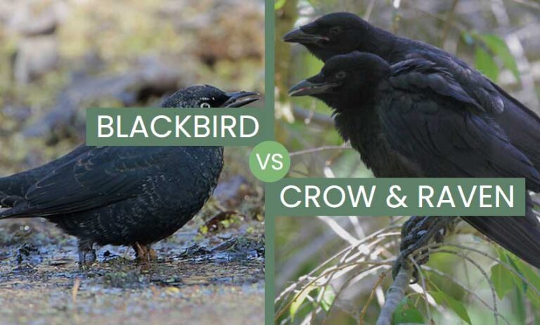 Blackbird vs Crow vs Raven – Explaining The Differences