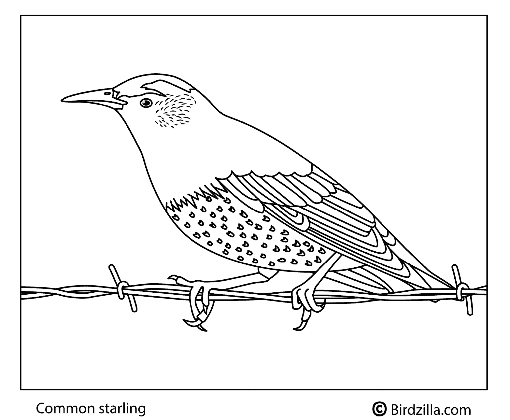 Bird Coloring Pages - 26 Different Songbirds, Owls & Others