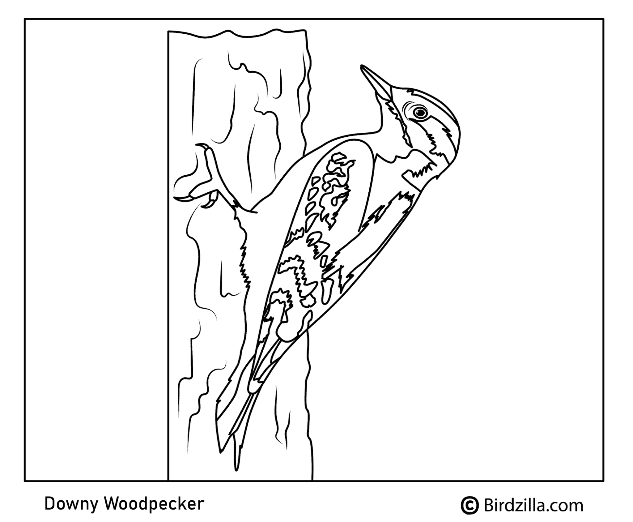 Bird Coloring Pages - 26 Different Songbirds, Owls & Others