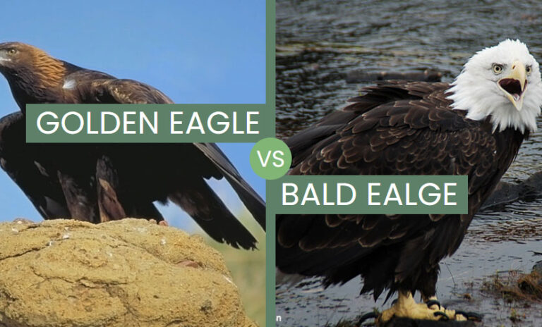 Golden Eagle vs Bald Eagle – How Different Are They Really?