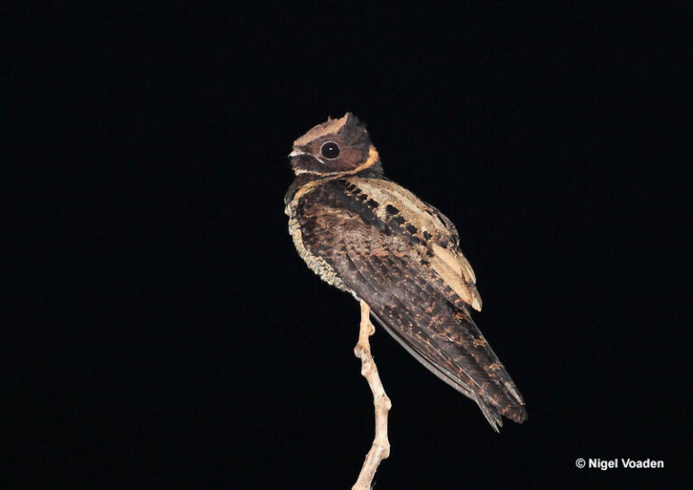 Great-eared Nightjar – The Notorious Dragon Bird [ID & Fun Facts]