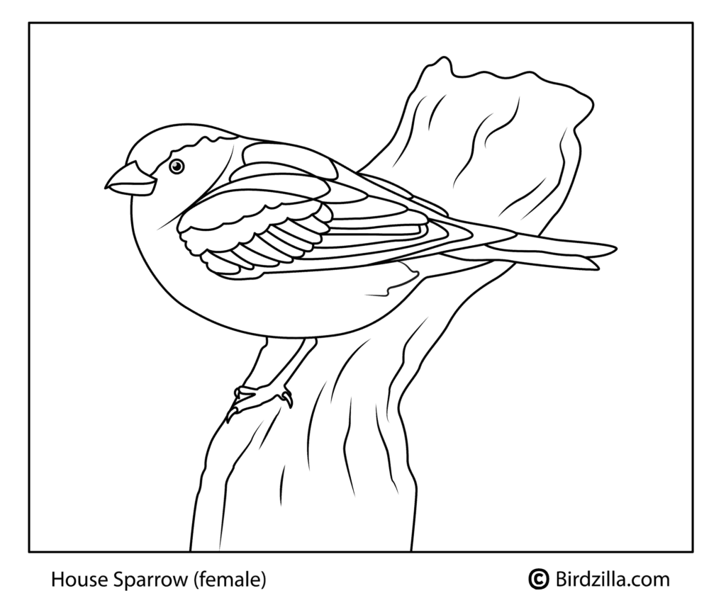 Bird Coloring Pages - 26 Different Songbirds, Owls & Others