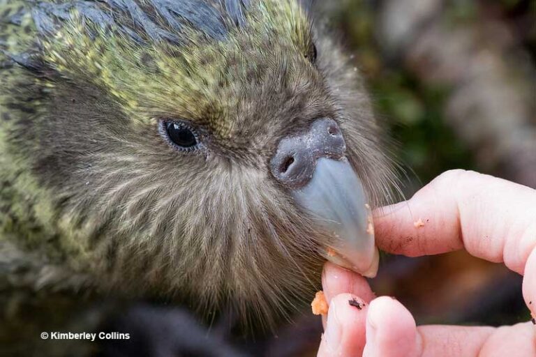 How Do Birds Chew Their Food – Do Birds Have Teeth?