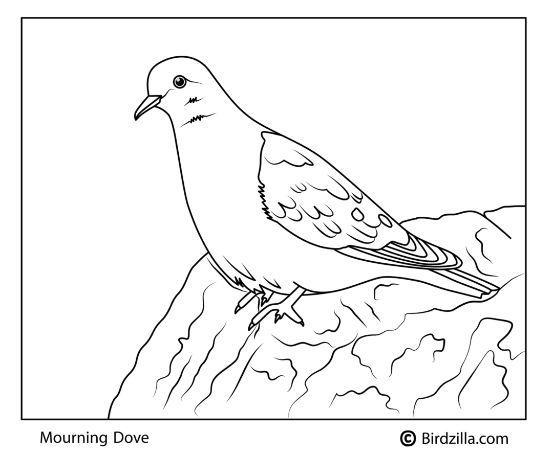Bird Coloring Pages - 26 Different Songbirds, Owls & Others