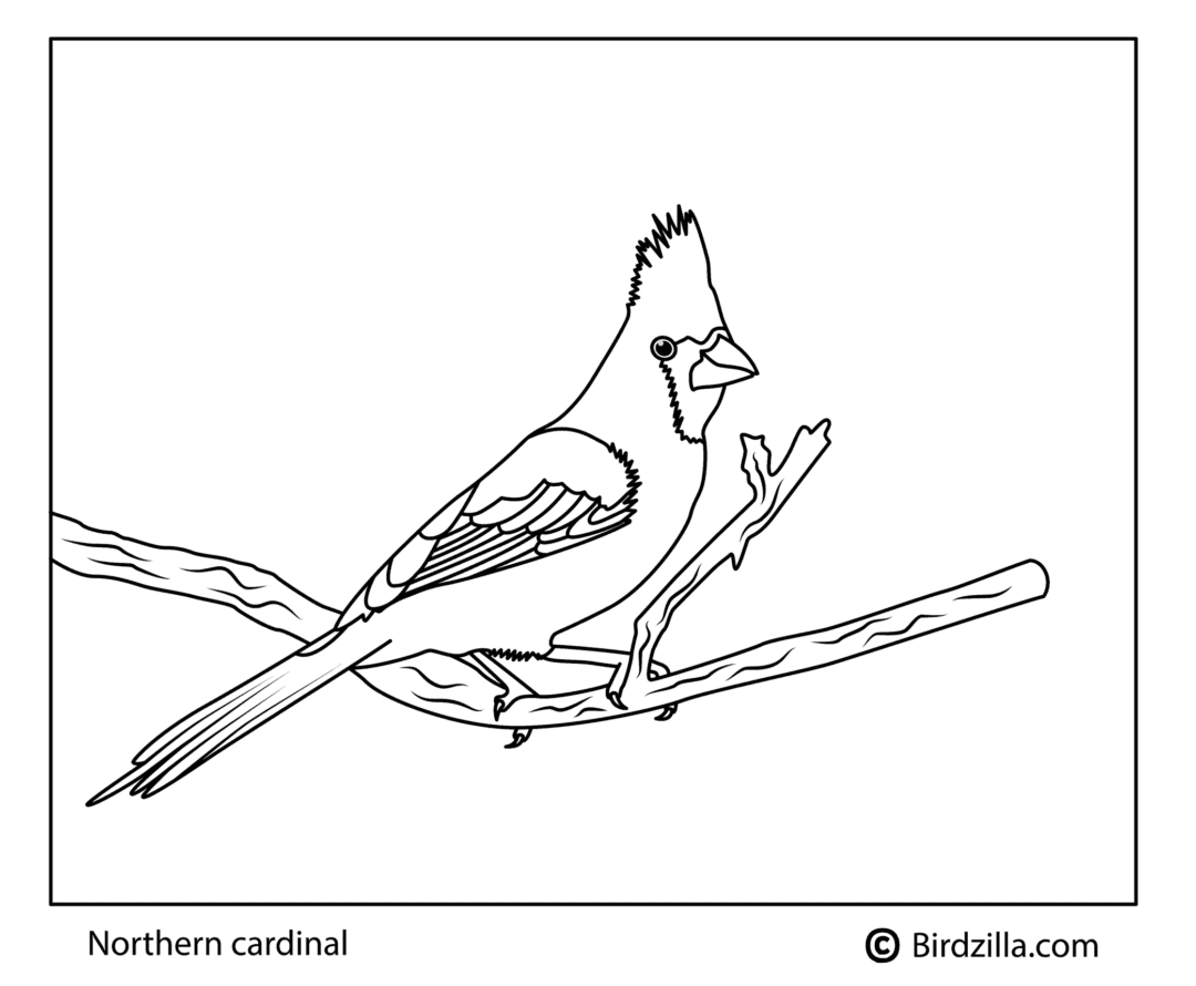Bird Coloring Pages - 26 Different Songbirds, Owls & Others