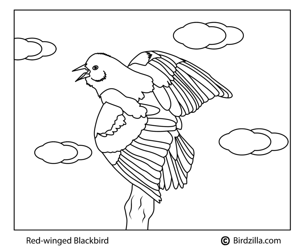 Bird Coloring Pages - 26 Different Songbirds, Owls & Others