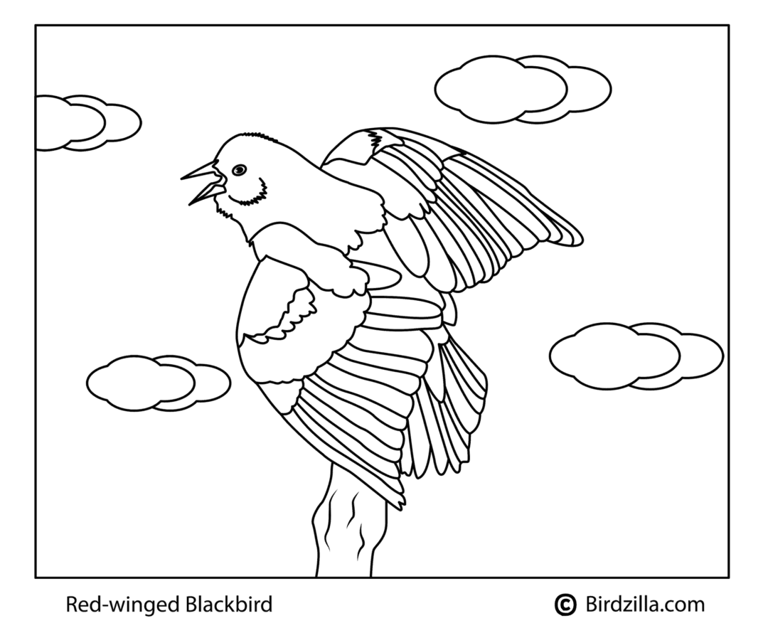 Bird Coloring Pages - 26 Different Songbirds, Owls & Others