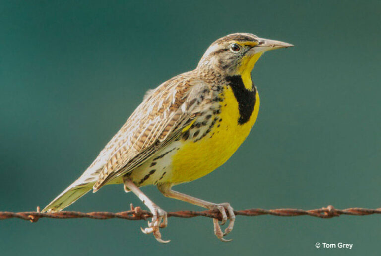 Who's The State Bird Of Wyoming? [History, Facts & More]