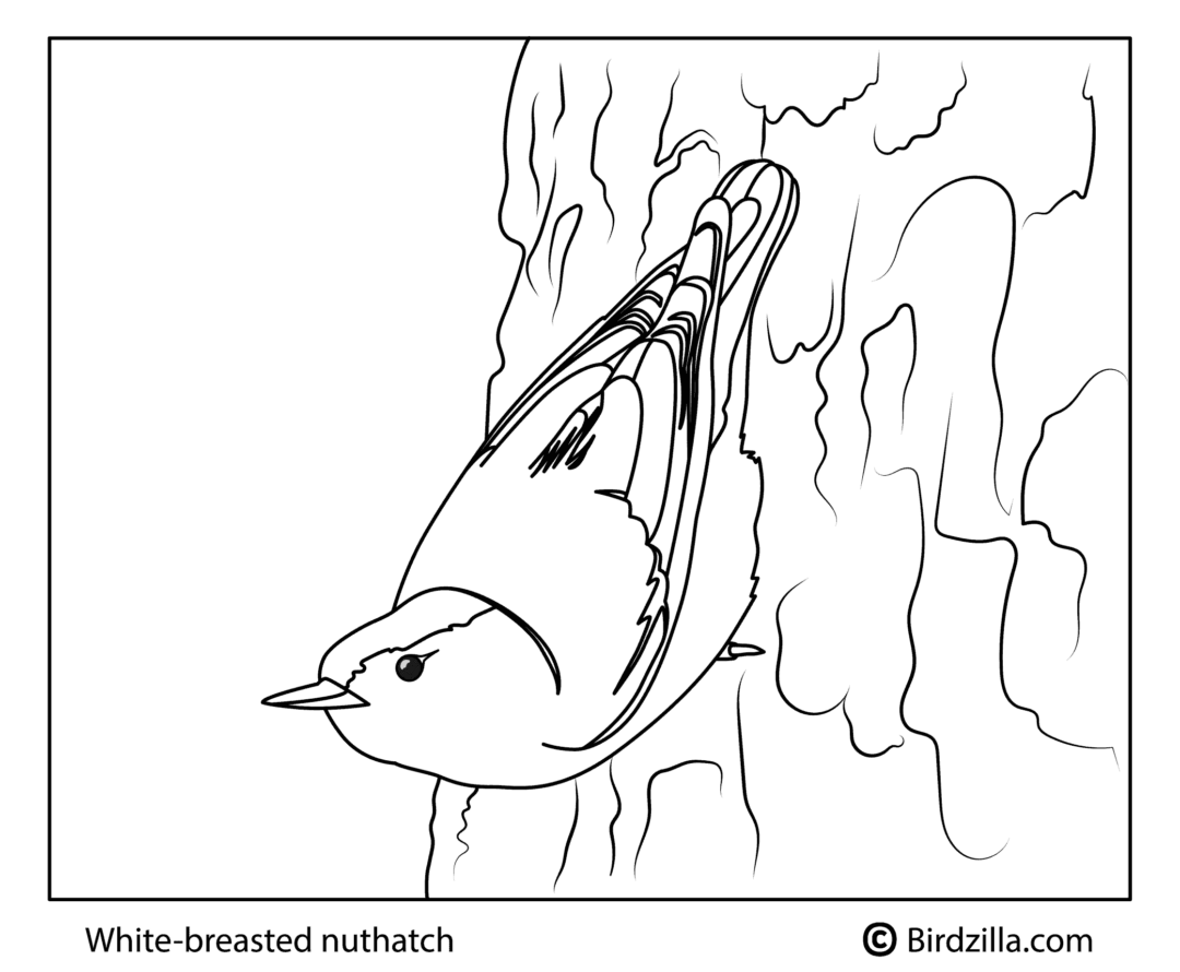 Bird Coloring Pages - 26 Different Songbirds, Owls & Others