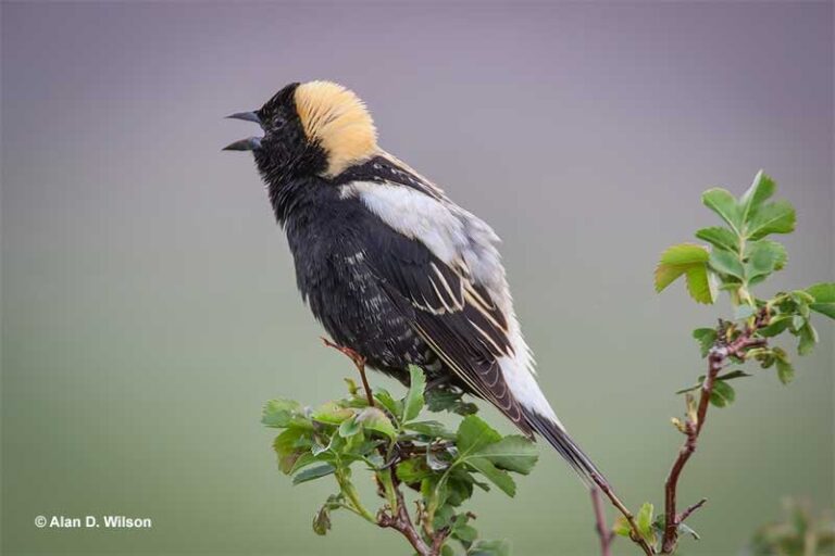 Bobolink - ID, Facts, Diet, Habit & More | Birdzilla