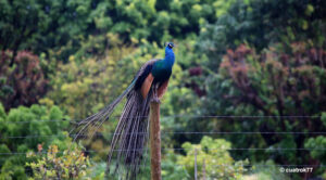 Peacock Symbolism Explained – What Do They Represent?