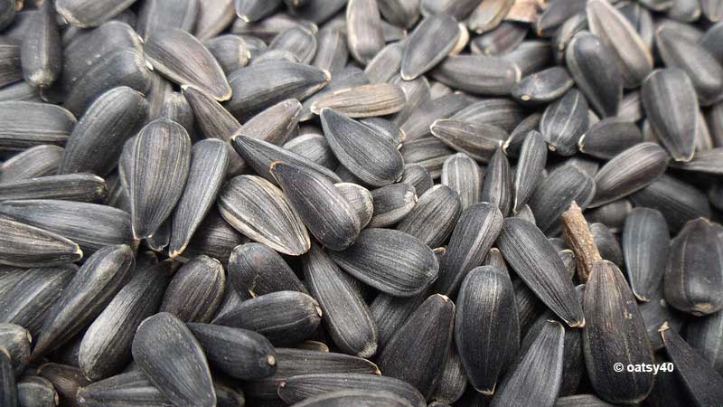 The Ultimate Bird Seed Guide: Attracting By Species (With Images)