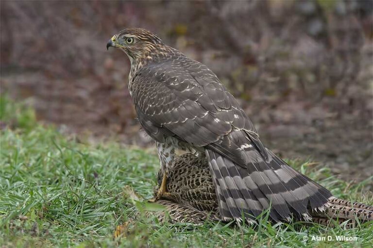 What Do Hawks Eat? Diet & Hunting Styles Explained