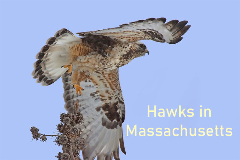 Hawks in Massachusetts – 8 Common & Rare Species [ID Guide]