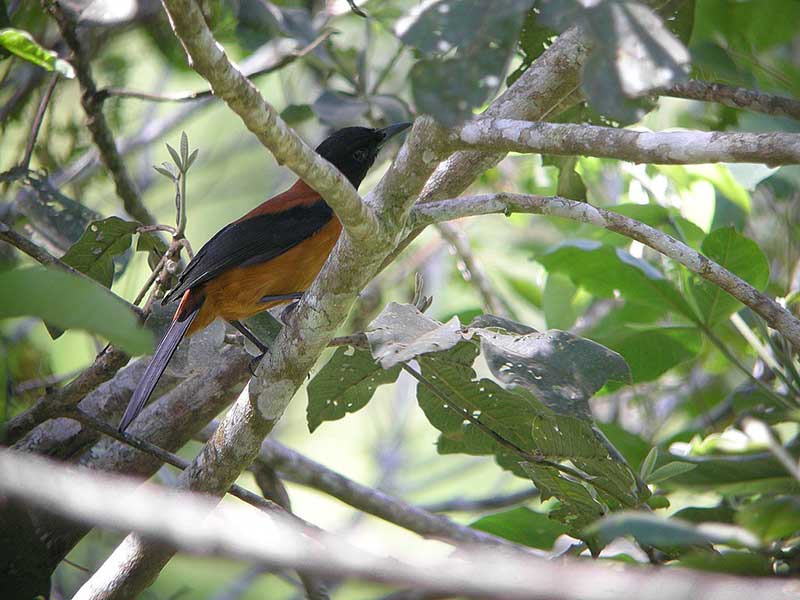 Hooded Pitohui – The Only Poisonous Bird In The World