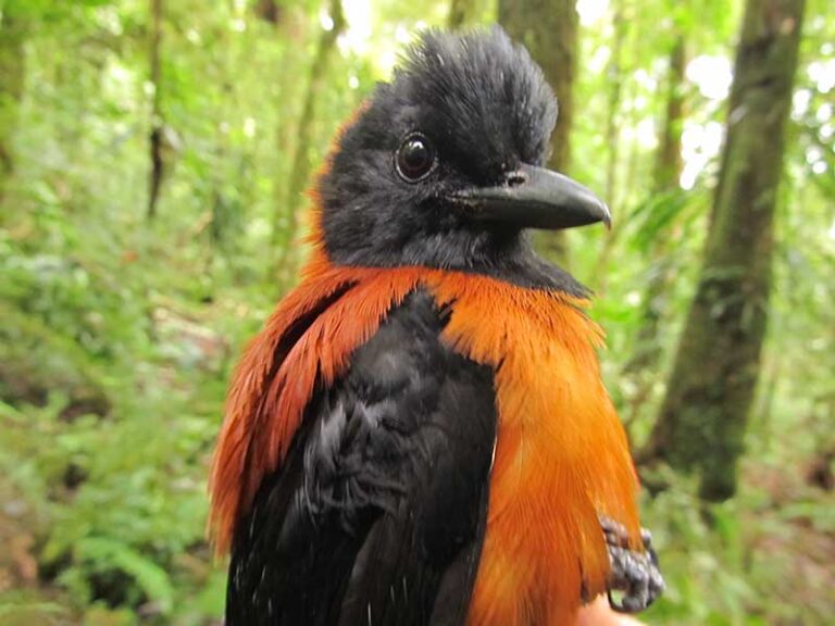 Hooded Pitohui – The Only Poisonous Bird In The World