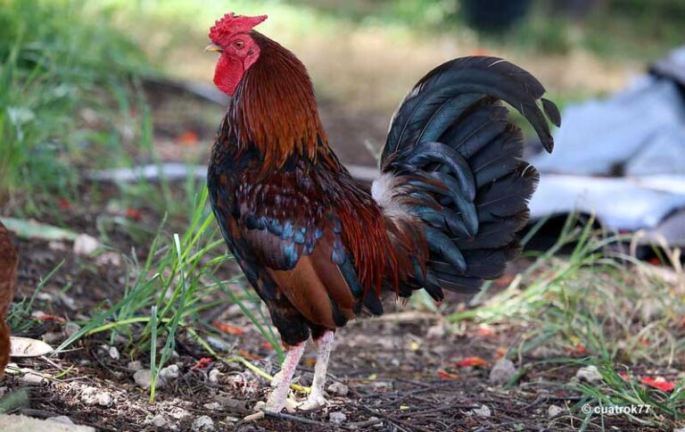 Rhode Island State Bird – What Makes Rhode Island Red Special?