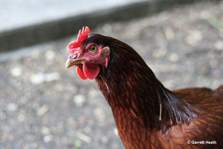 Rhode Island State Bird – What Makes Rhode Island Red Special?
