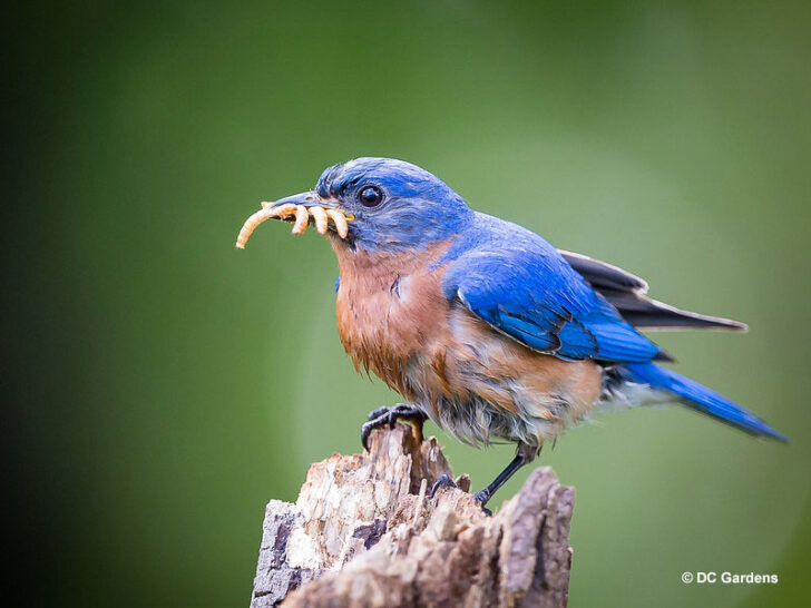 How To Attract Bluebirds? 9 Tips To Give Them A Safe Habitat