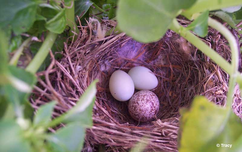 Brood Parasitism Explained – Common Parasites & FAQ