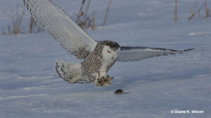 The Anatomy Of Bird Feet & How Birds Use Their Limbs