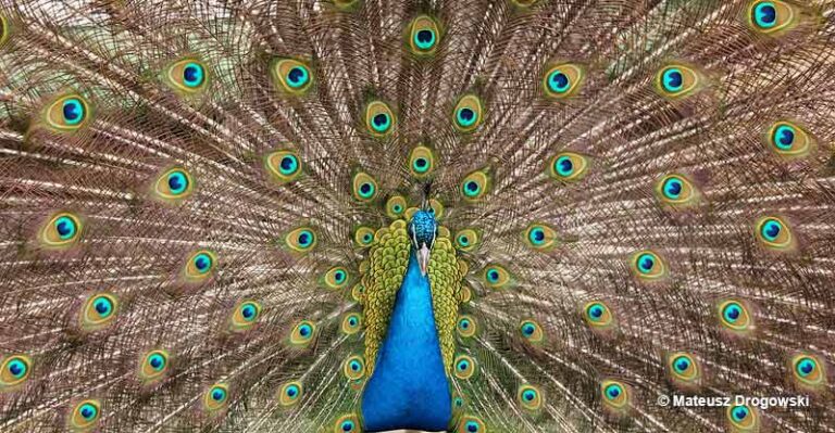 Peacock Symbolism Explained – What Do They Represent?