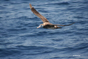 Albatross Symbolism In Full: Hidden Meanings & Spiritualism