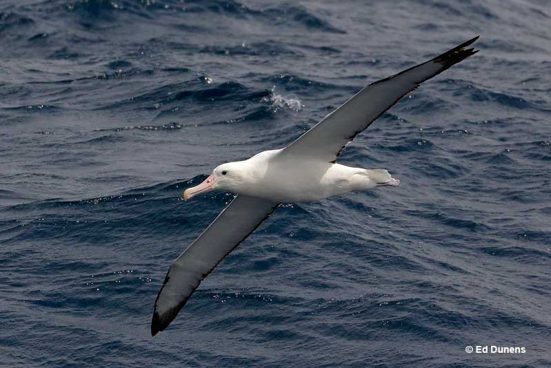 Bird Superstitions: Who Bring Good Luck & Which Ones Bad?