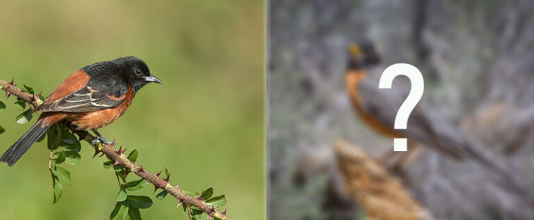 11 Birds That Look Like Orioles & How To Spot The Differences