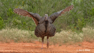 The Truth Revealed: Can Turkeys Fly? [Fascinating Facts + FAQ]
