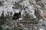 The Truth Revealed: Can Turkeys Fly? [Fascinating Facts + FAQ]