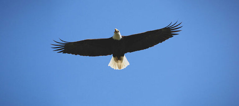 How High Can Birds Fly? The Hidden Dangers They Face