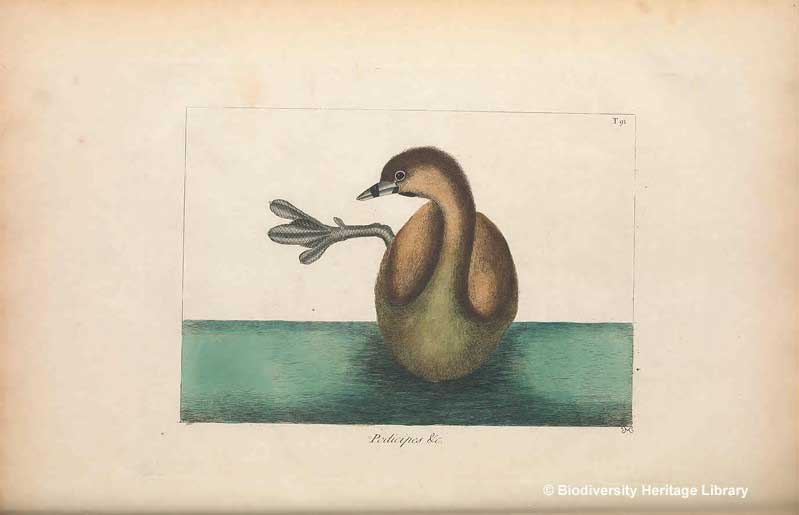 Extinct Birds Everyone Should Know & What Happened To Them