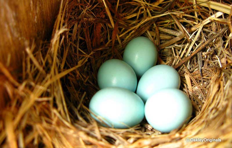 The Blue Egg Phenomenon: Why Are Bird Eggs Blue (& Species)