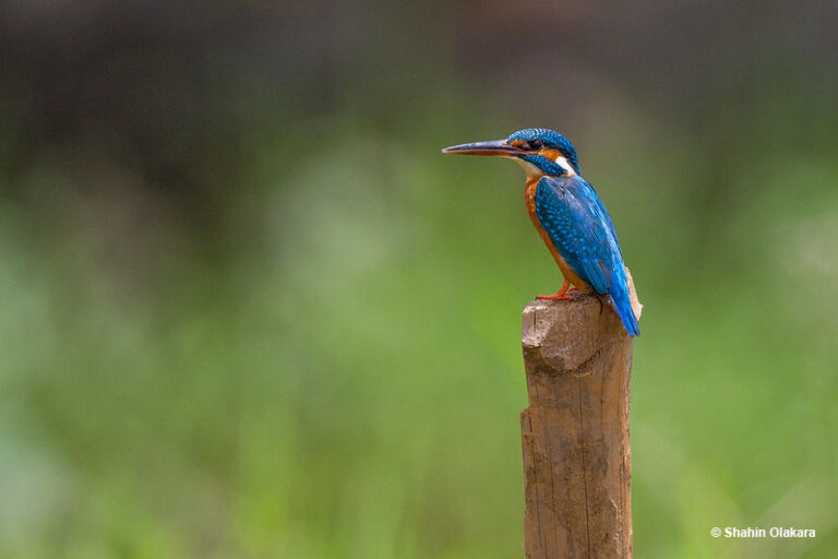 Kingfisher Symbolism In Full: As Spiritual Messengers & Guides