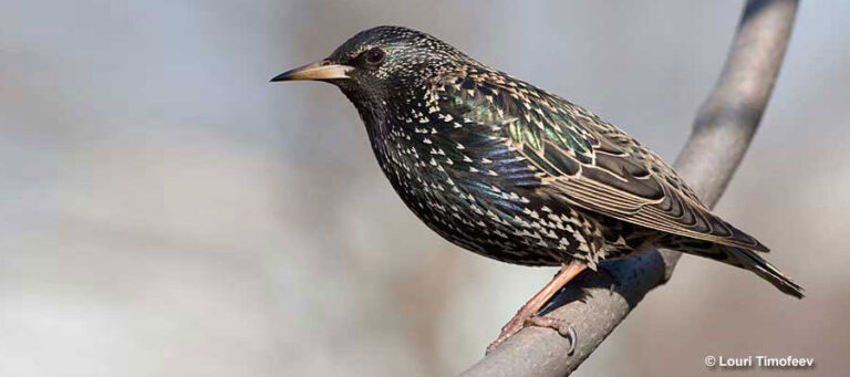 Do Starlings Really Complete With Native Species?