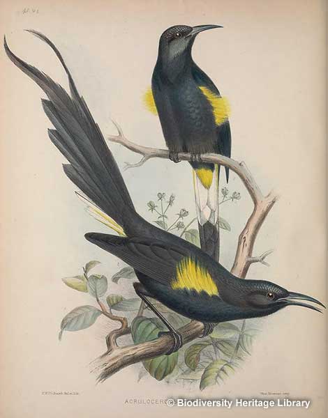 Extinct Birds Everyone Should Know & What Happened To Them