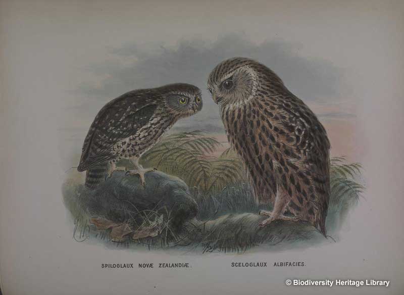 Extinct Birds Everyone Should Know & What Happened To Them