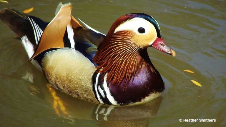 Wisconsin Ducks – 26 Common Species & Where To See Them