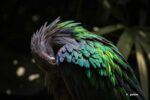 Pigeon Symbolism: Untangling Meanings and Myths