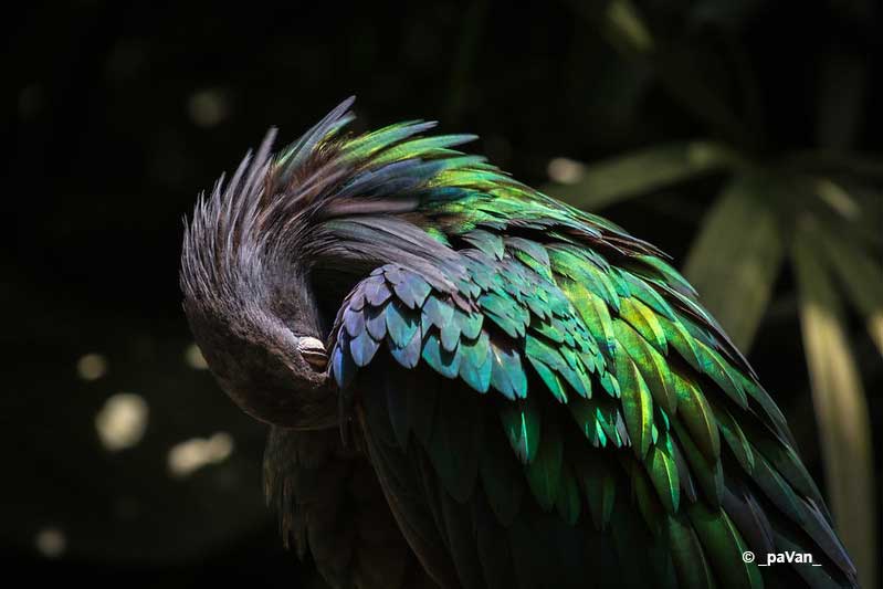 Pigeon Symbolism: Untangling Meanings and Myths