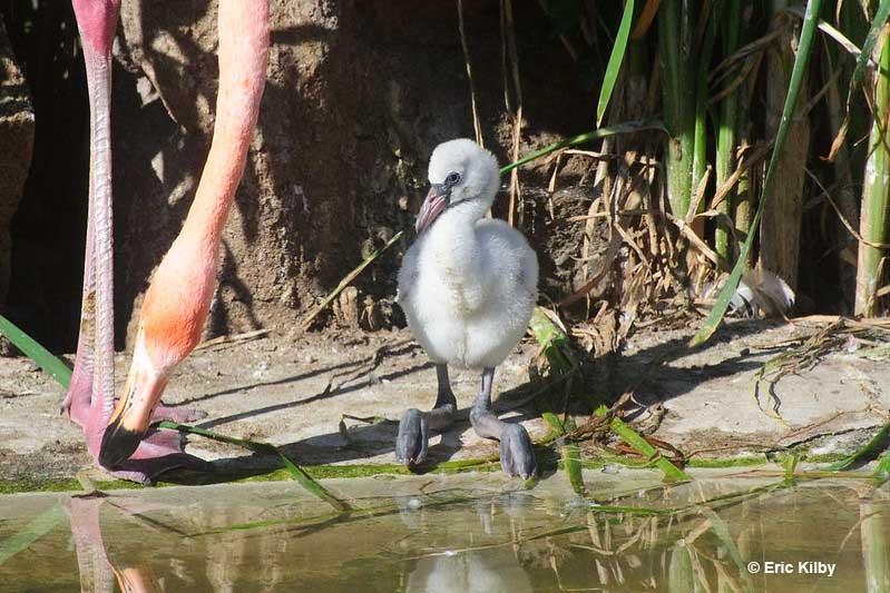 Baby Flamingo – From Fluffy Goof to Gracious Fire Bird