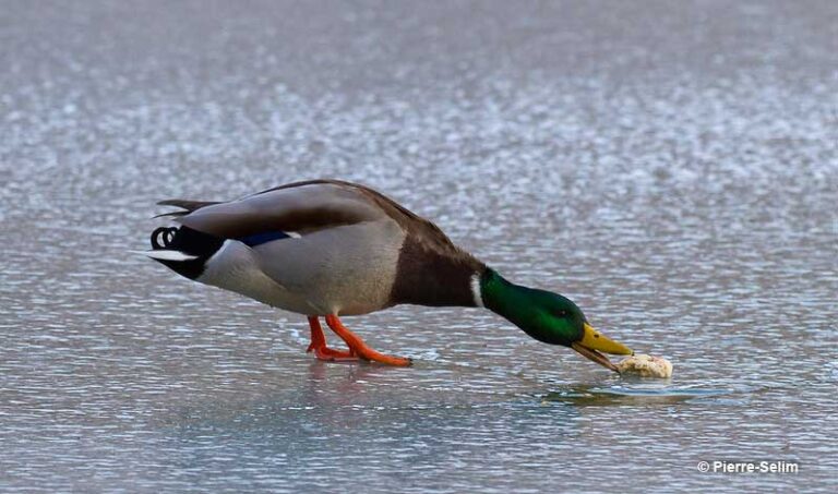 Is Bread Bad For Ducks? Reasons You Shouldn't Feed Wild Ducks