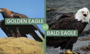 Golden Eagle vs Bald Eagle – Comparing The Notorious Eagles