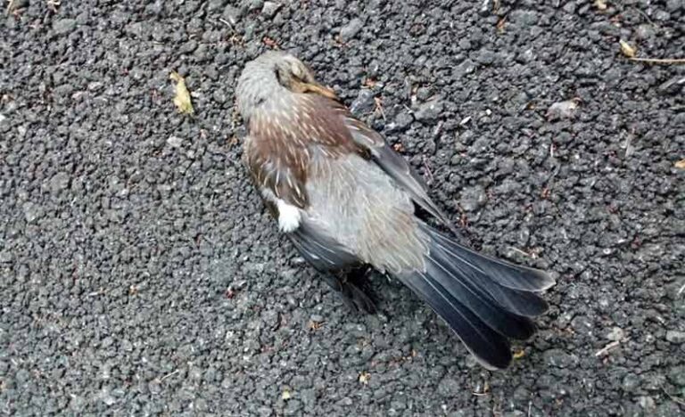 How To Stop Birds Flying Into Windows? [5 Tips To Help Them]