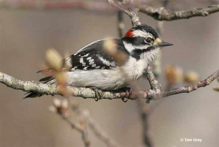 Woodpeckers In Ohio – 7 Common Species [Identification Guide]