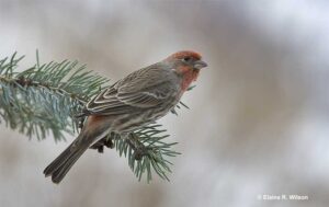 Types of Finches – 17 Common Finch Species In The U.S.
