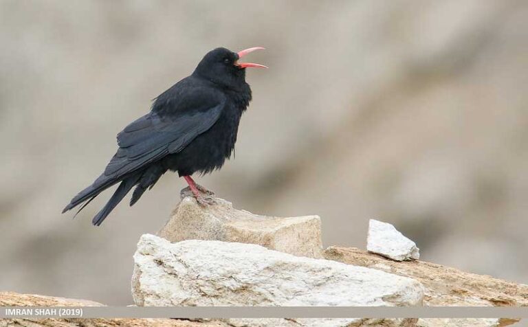 The Corvid Family: A Selection Of Corvids Around The World