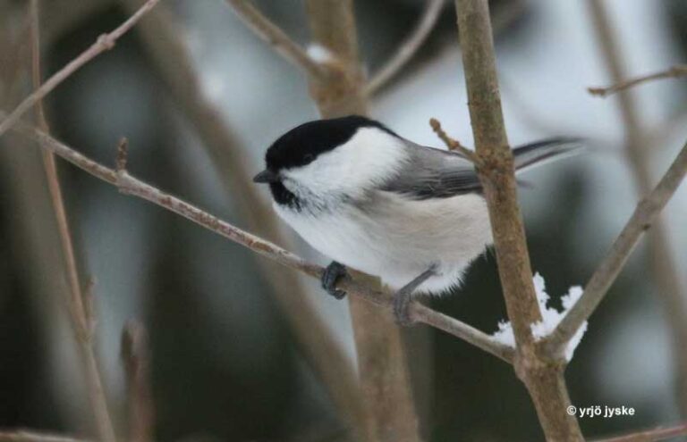 Tit Species In The U.S. (And Common Eurasian Species)