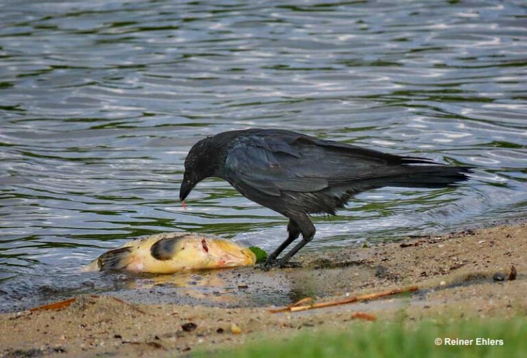 What Do Crows Eat? Their Diet Explained